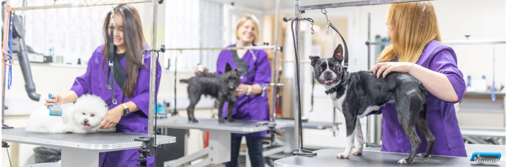 Home - ThePoochPatch